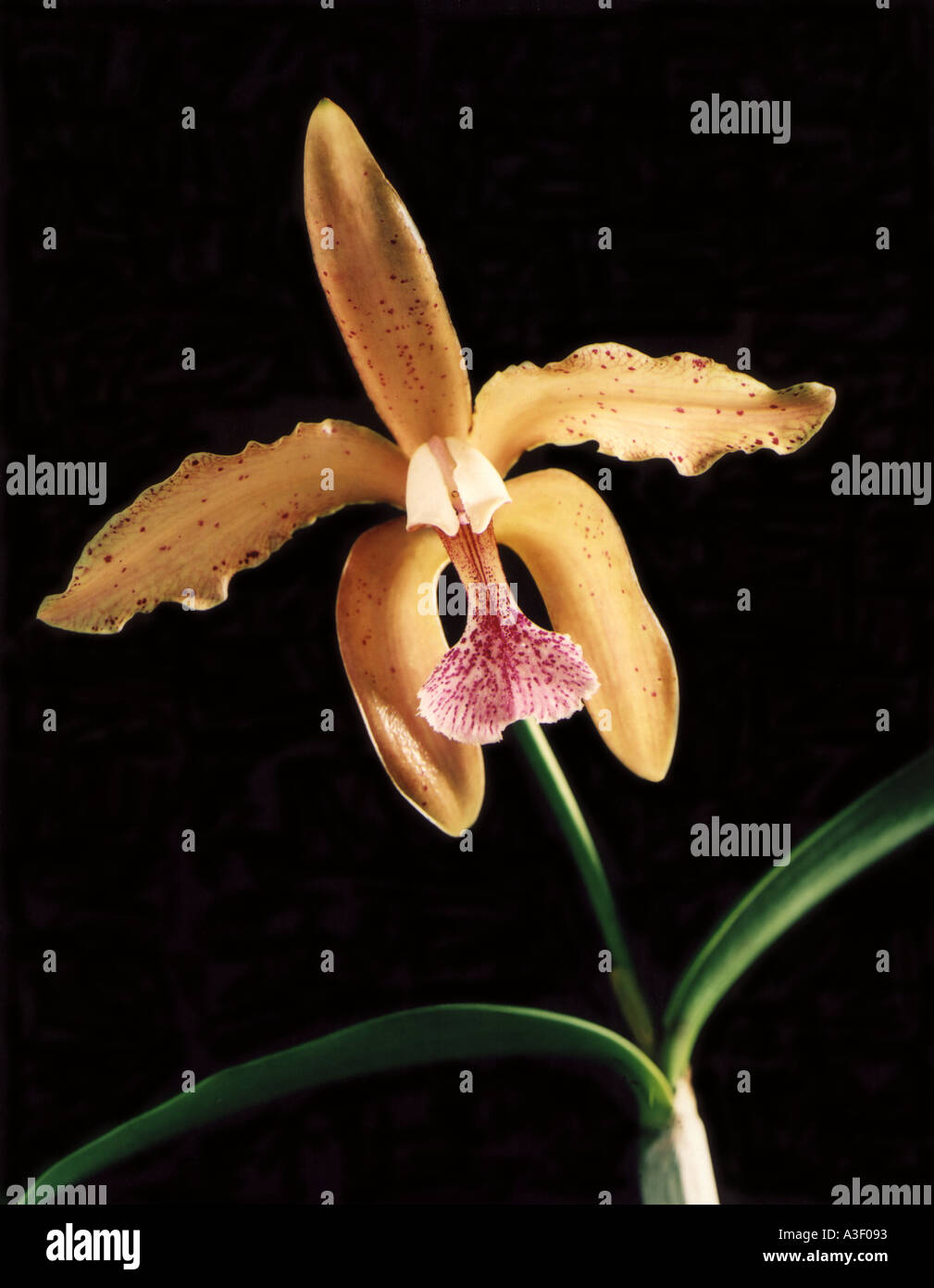 flower orchid rain forest brazil - Cattleya granulosa Stock Photo - Alamy