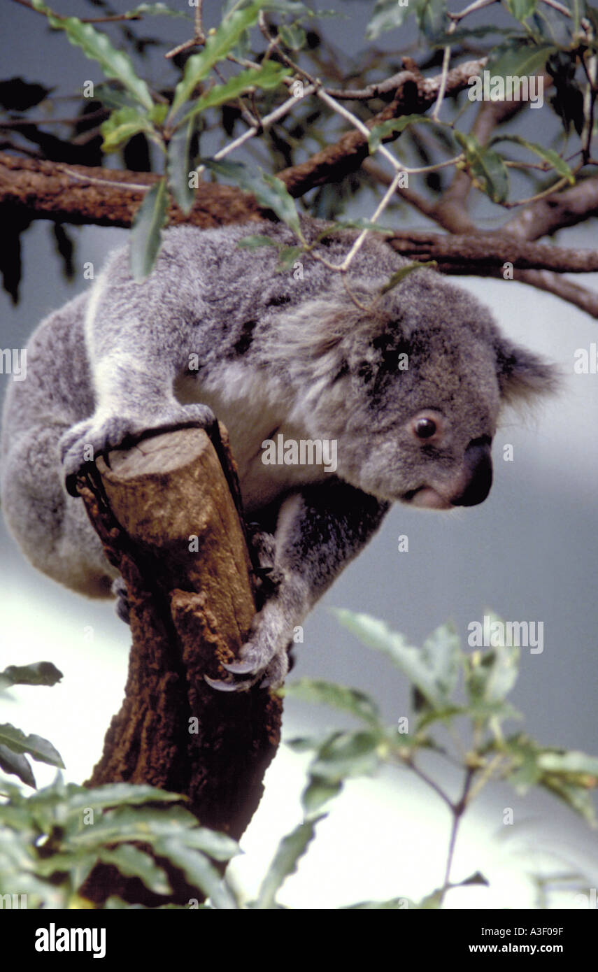 Koala in tree Stock Photo - Alamy