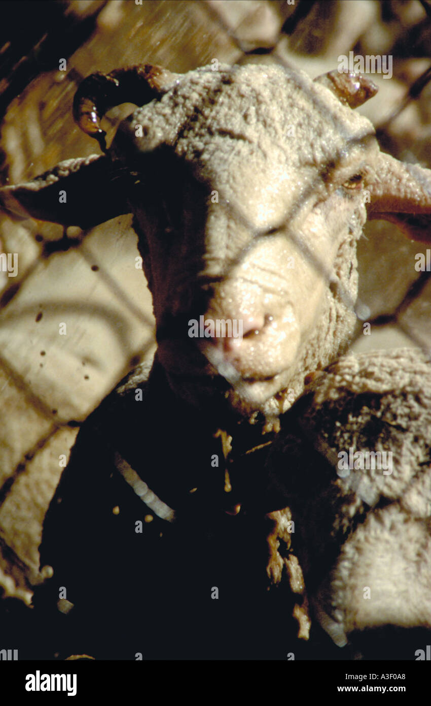 Disinfecting of sheep hi-res stock photography and images - Alamy