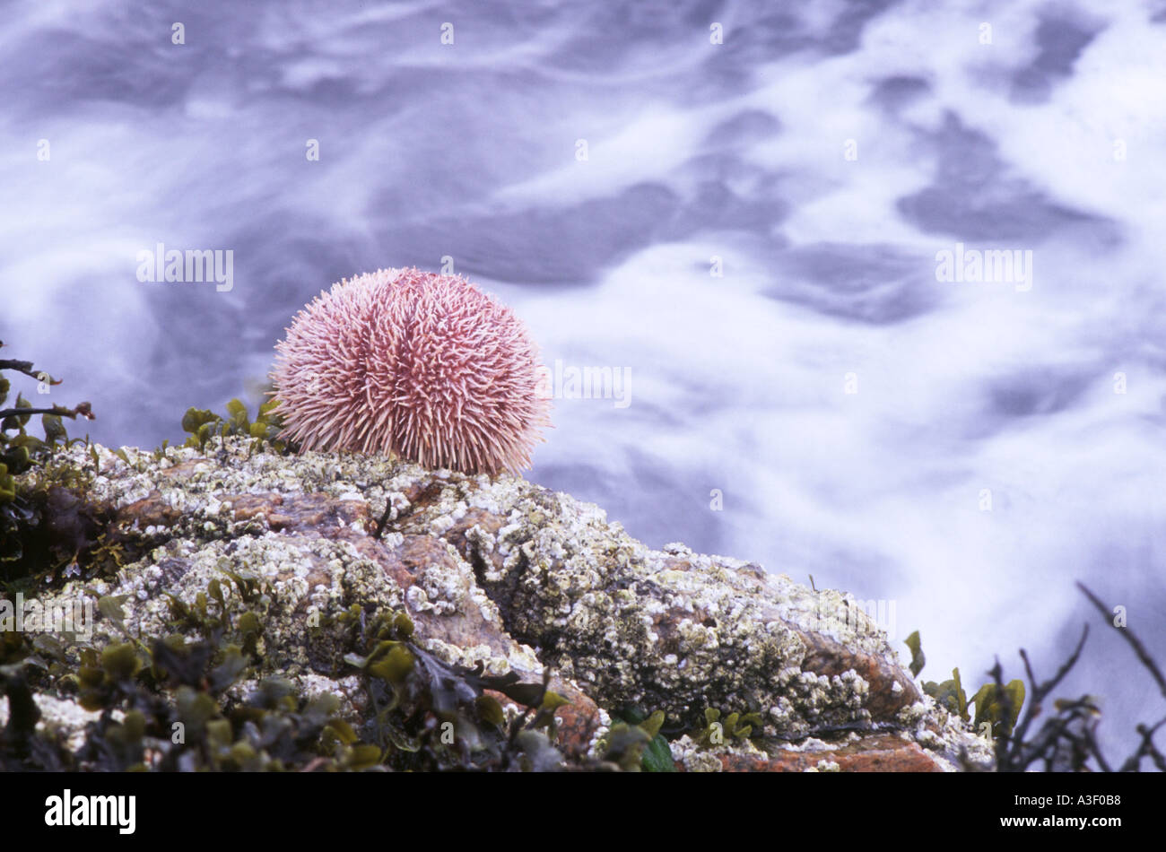 Edible Sea Urchin echinus esculentus Stock Photo - Alamy