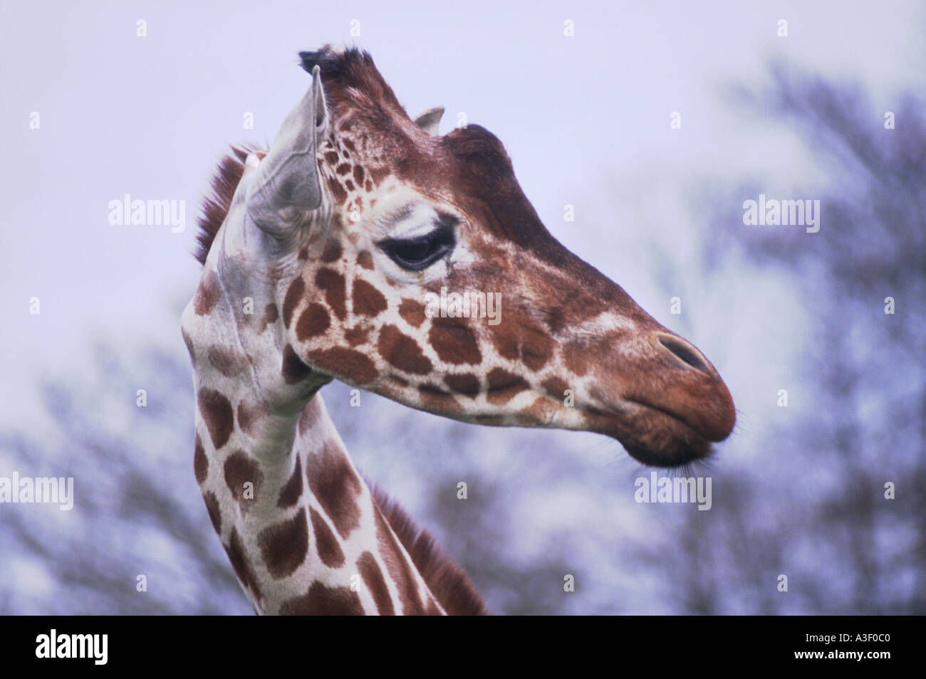 Giraffe nose whiskers hi-res stock photography and images - Alamy