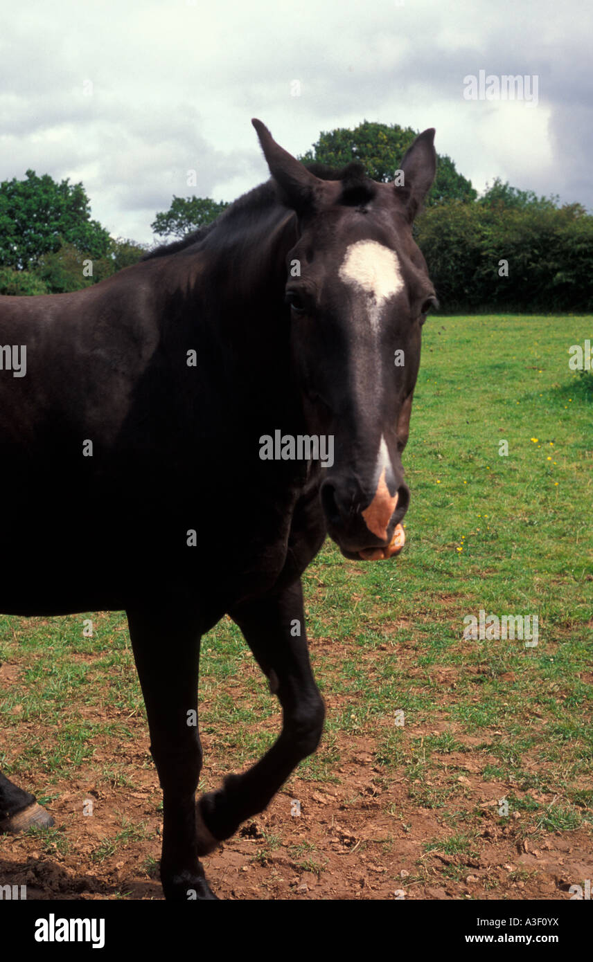 Grumpy Horse in field UK Stock Photo - Alamy