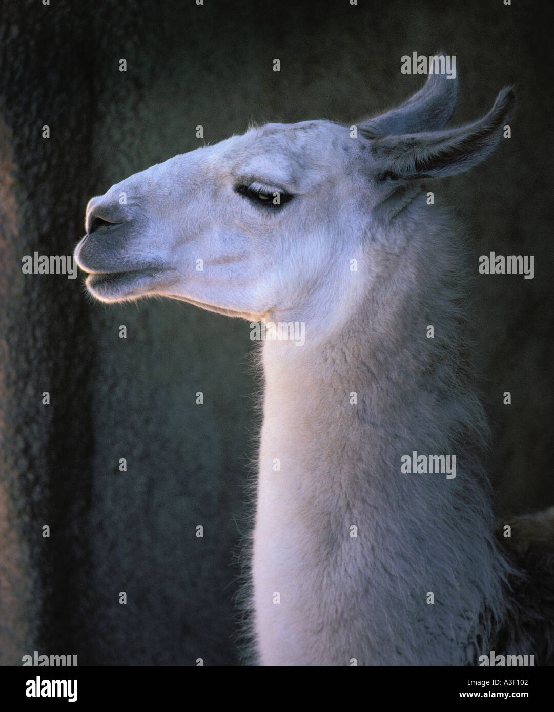 Huanaco hi-res stock photography and images - Alamy