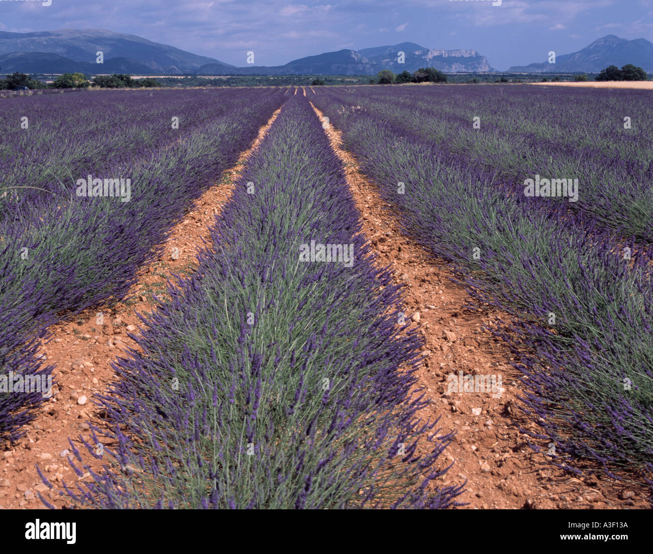 Lavender Fields Stock Photo - Alamy