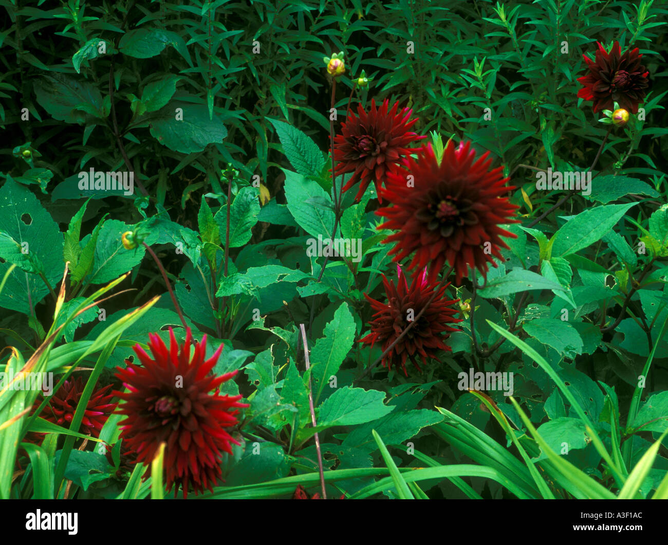 Mixture of ruby hi-res stock photography and images - Alamy