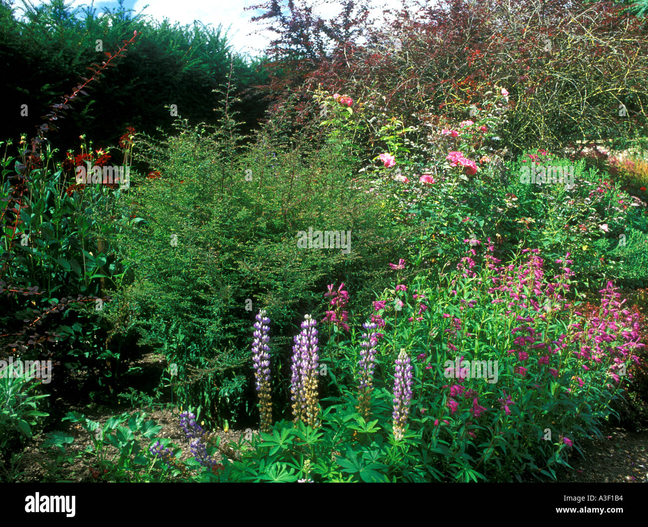 Various delicate plants hi-res stock photography and images - Alamy