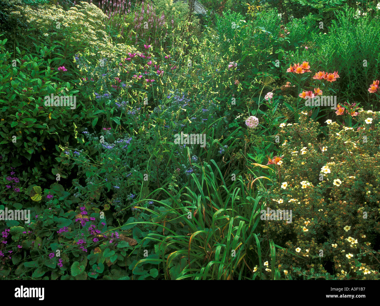 Various delicate plants hi-res stock photography and images - Alamy