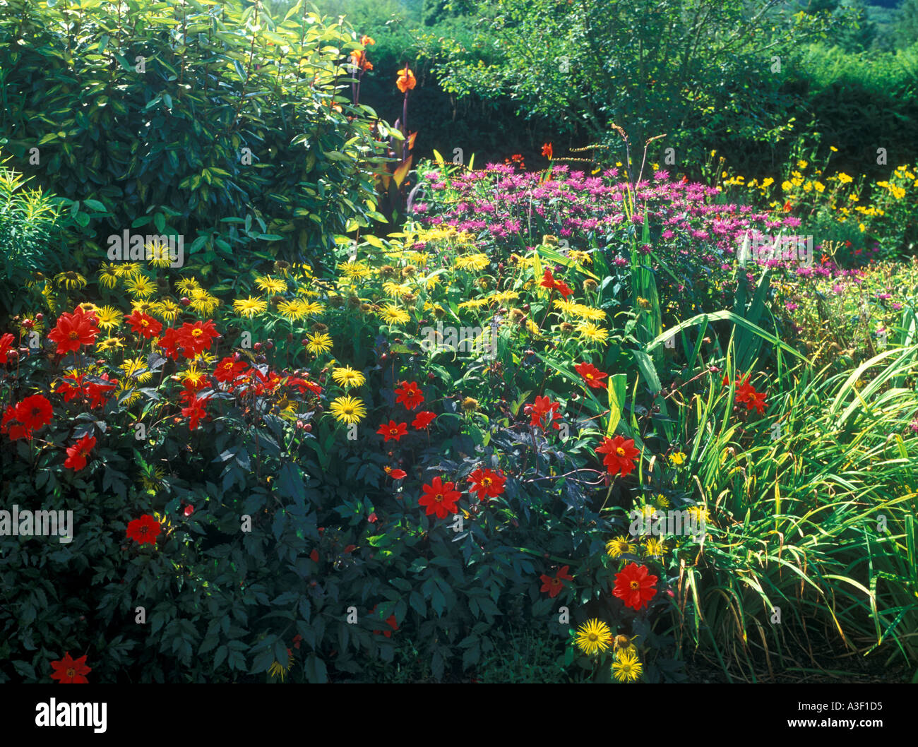 Cottage garden flower border of various plants Stock Photo - Alamy