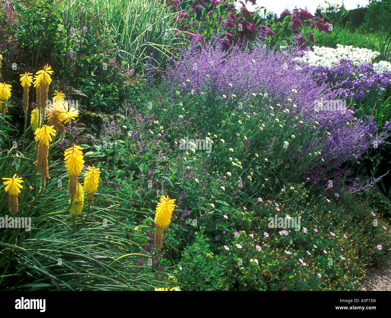 Cottage garden flower border of various plants Stock Photo - Alamy
