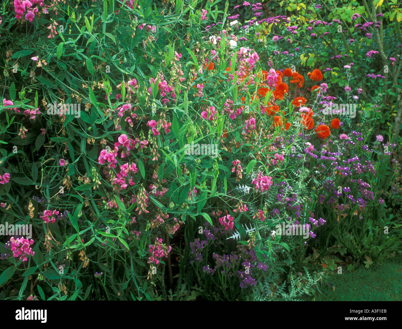 Summer Mixed Planting Border Stock Photo - Alamy
