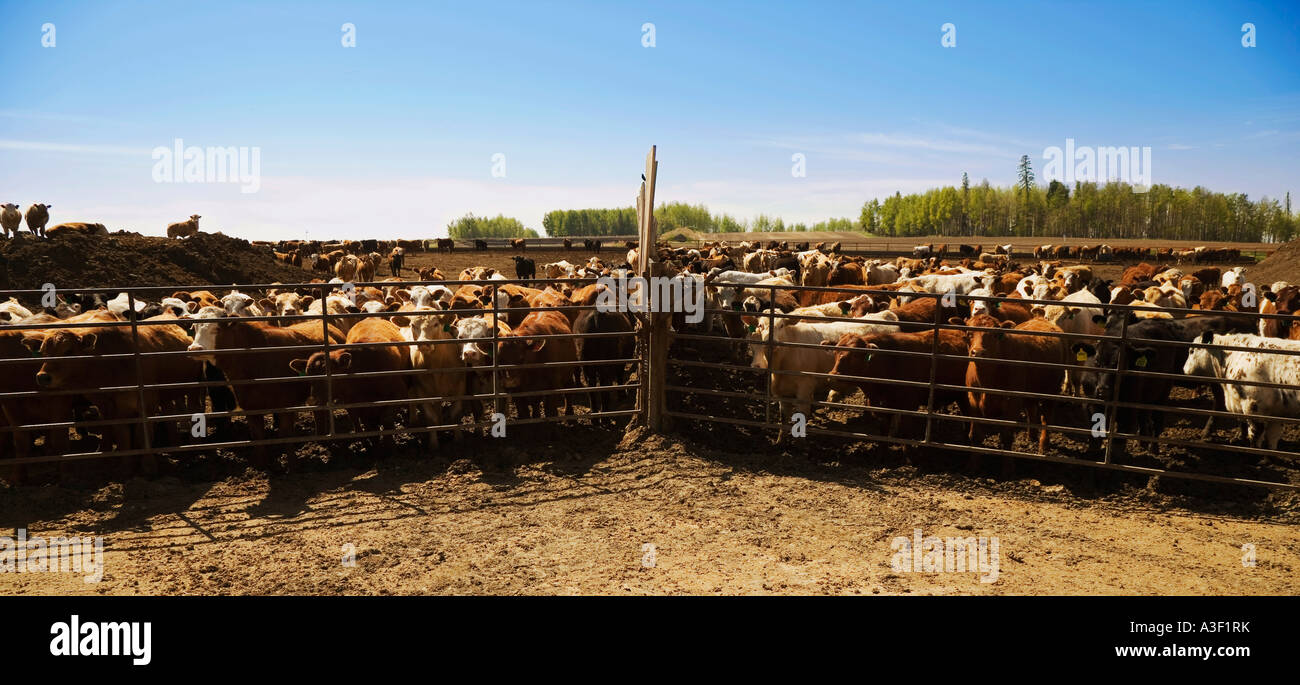 Cattle in corral Stock Photo - Alamy