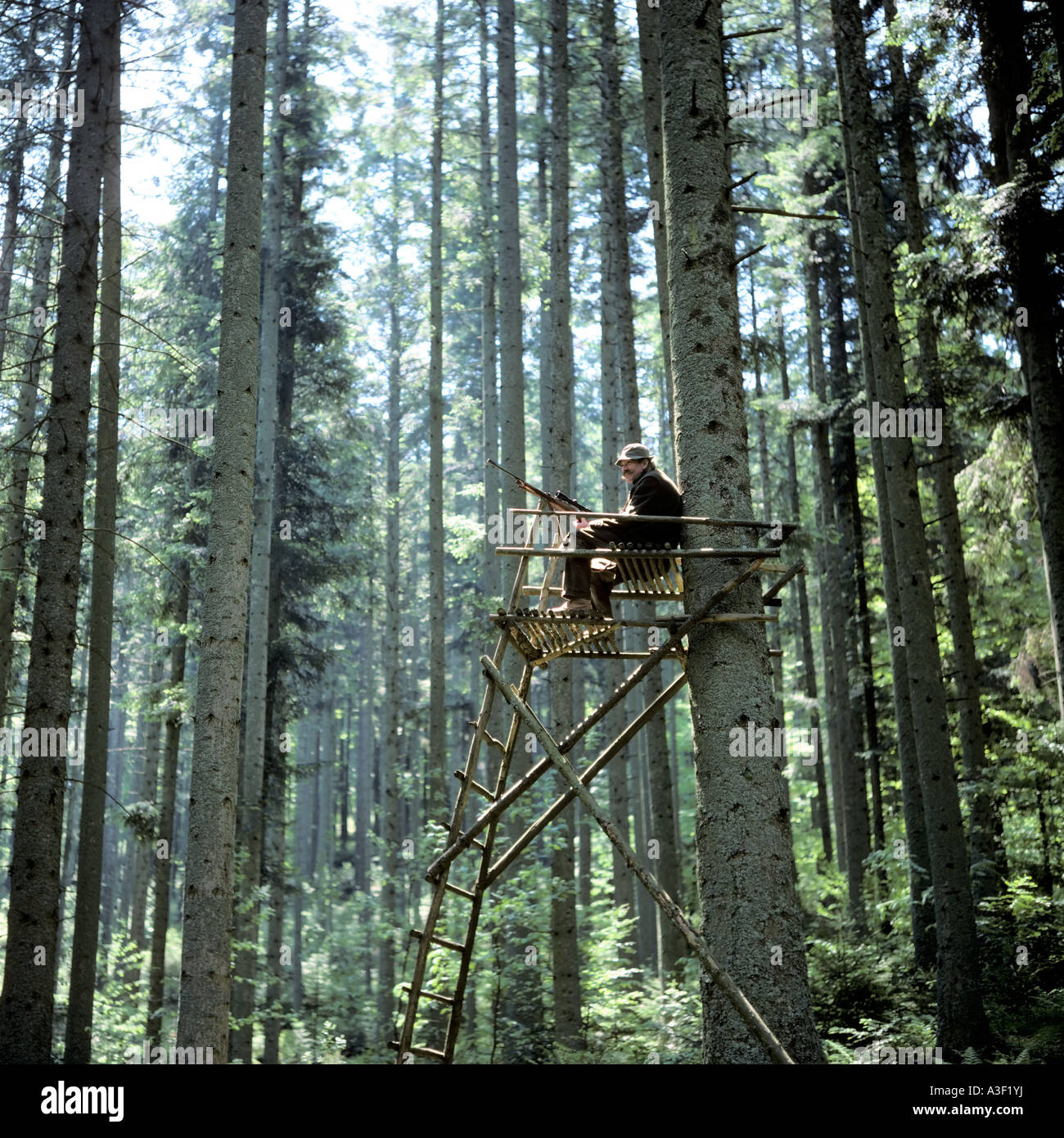 MR HUNTER ON A RAISED HIDE IN THE FOREST OF THE VOSGES MOUNTAINS ALSACE ...