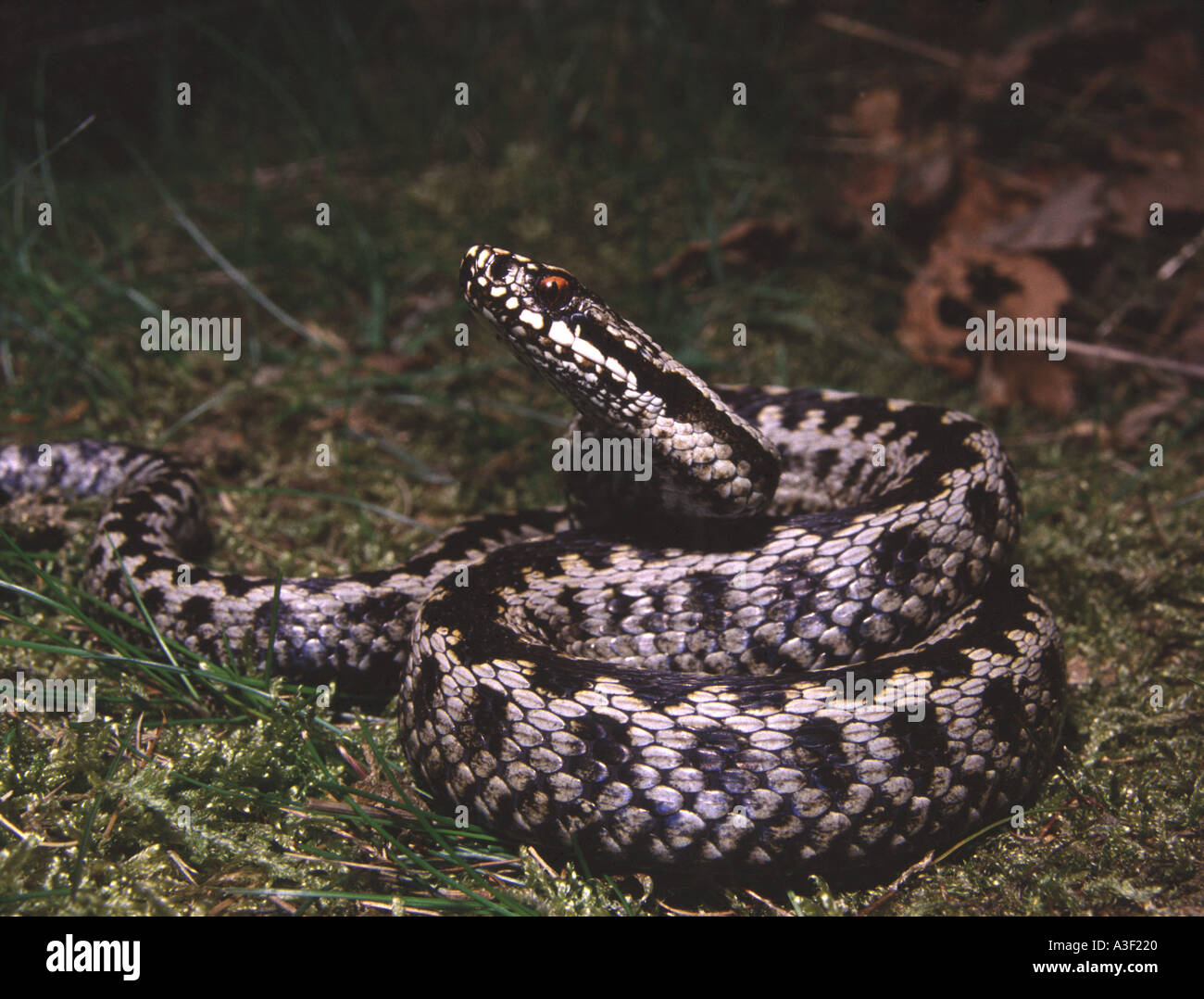 Male adder Vipera berus coiled England This is the only venomous snake ...