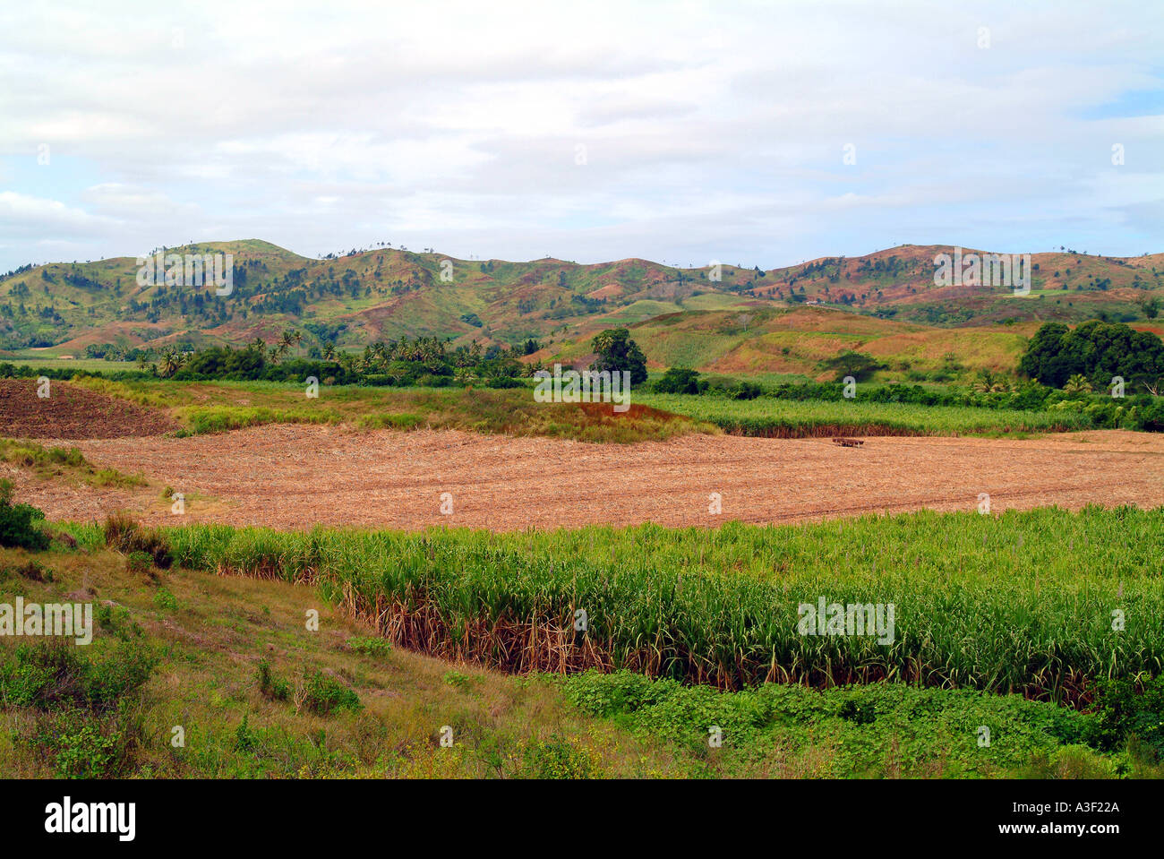 Fijian agriculture hi-res stock photography and images - Alamy