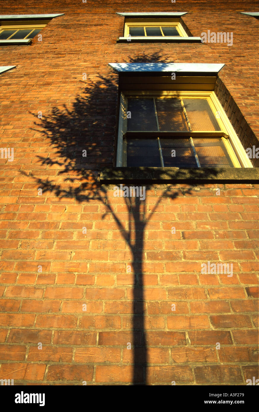 Shadow of tree on brick building Looking upwards Stock Photo - Alamy