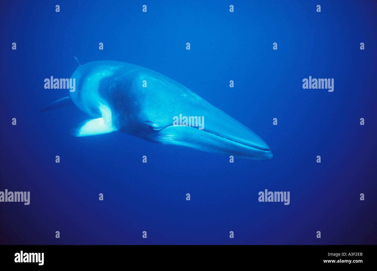 Photo NE 35 Dwarf Minke Whale Balaenoptera acutorostrata subsp Photo ...