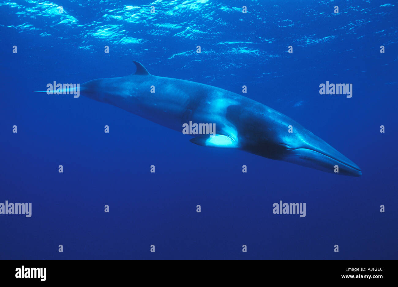Photo NE 7 Dwarf Minke Whale Balaenoptera acutorostrata subsp Photo ...
