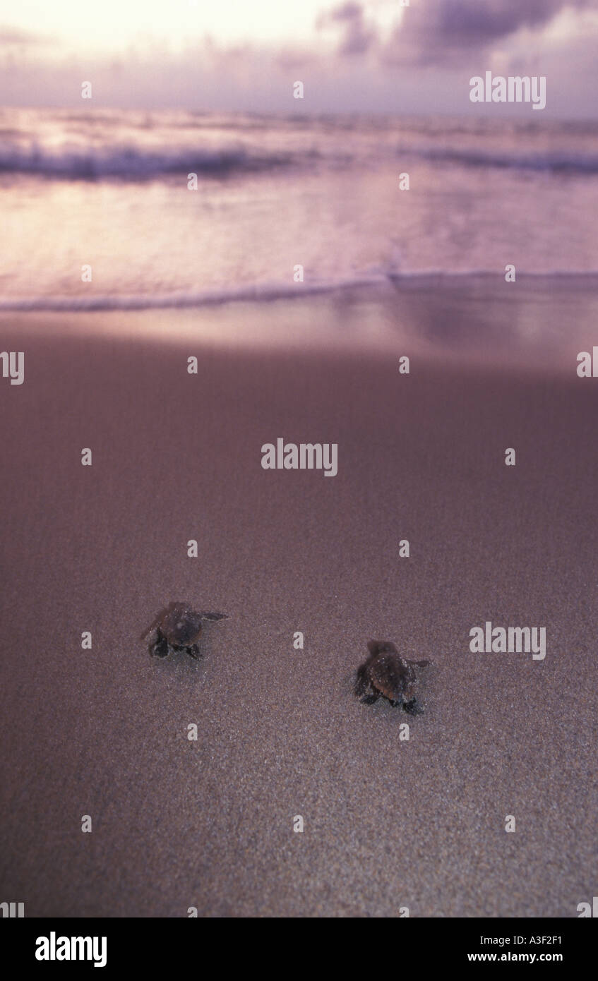 Photo NA 866 Loggerhead Sea Turtle hatchlings Caretta caretta Photo ...