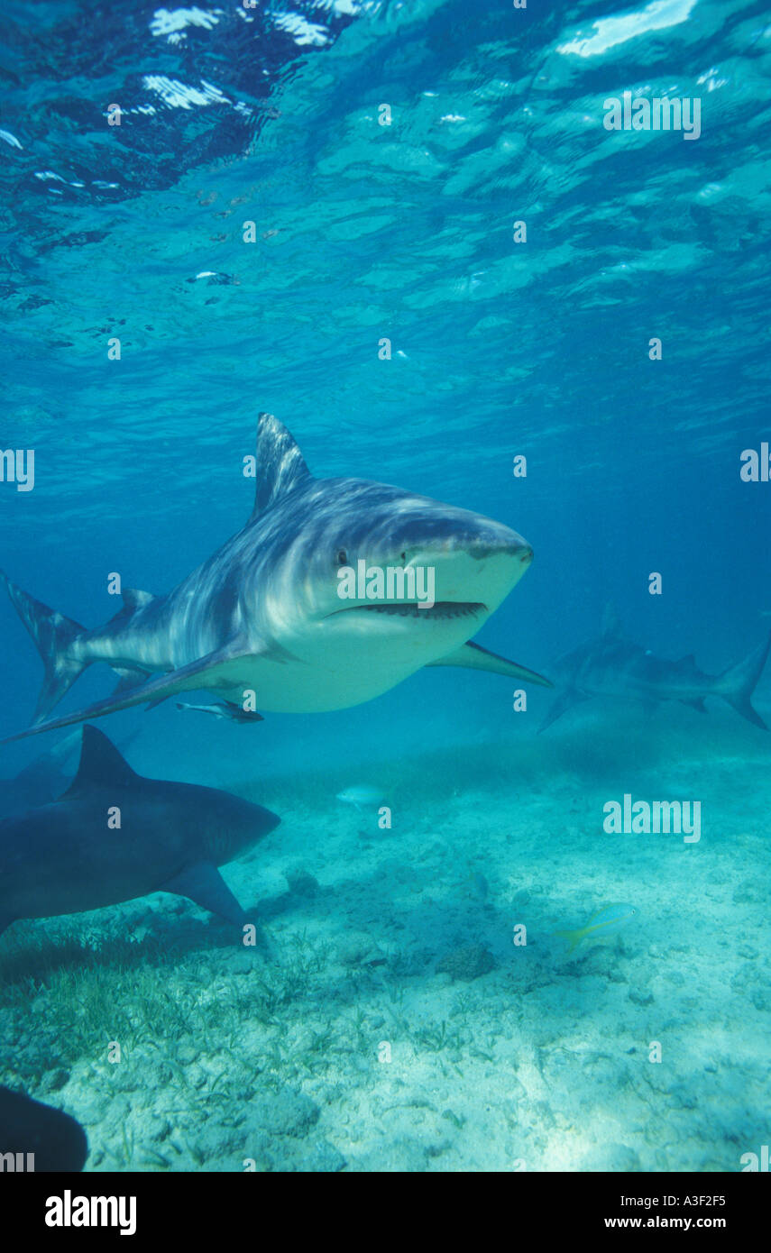 Bull shark freshwater hi-res stock photography and images - Alamy