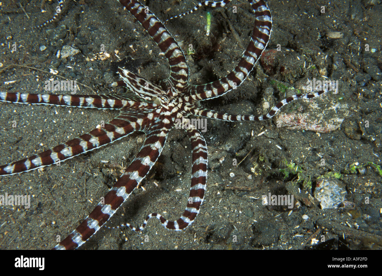 Mimic octopus lionfish hi-res stock photography and images - Alamy