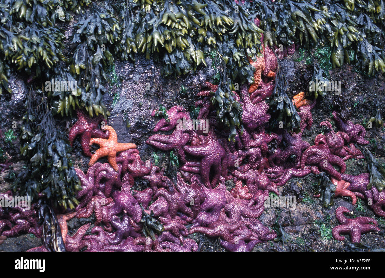 Photo MP 196 Ochre Sea Stars Pisaster ochraceus Photo Copyright Brandon ...