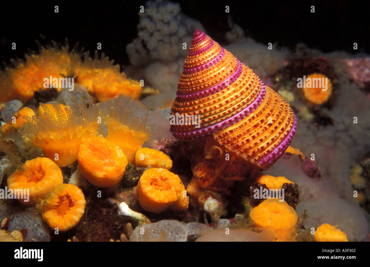 Photo FN 289 Purple Top Snail Calliostoma annulatum Photo Copyright ...