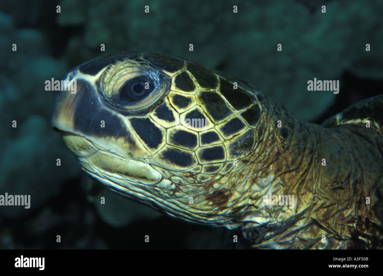 Side view of turtles head hi-res stock photography and images - Alamy