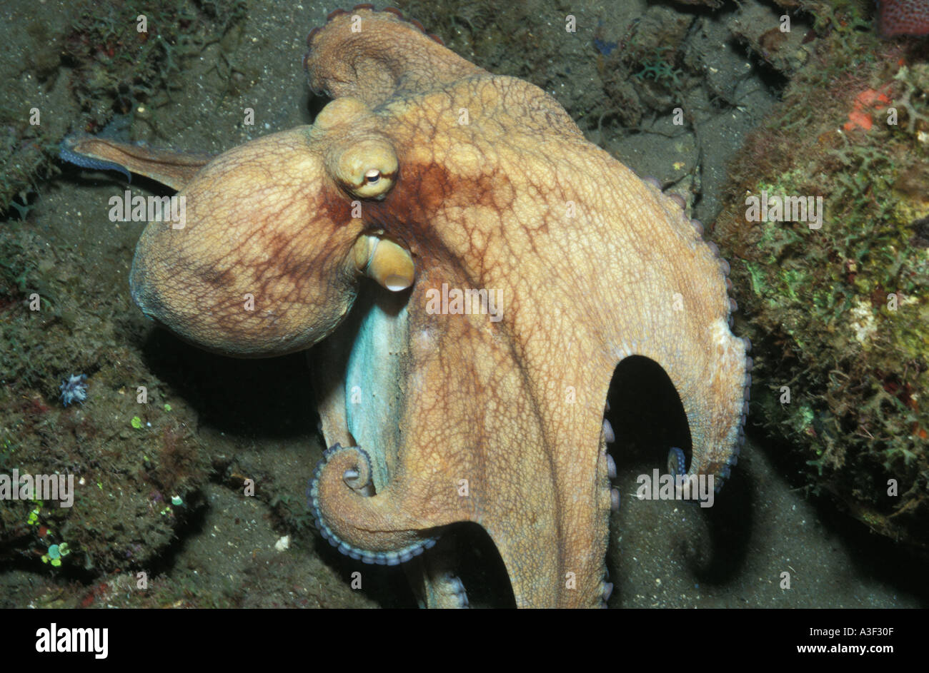 Photo LO 6939 Common Octopus Octopus vulgaris Photo Copyright Brandon ...