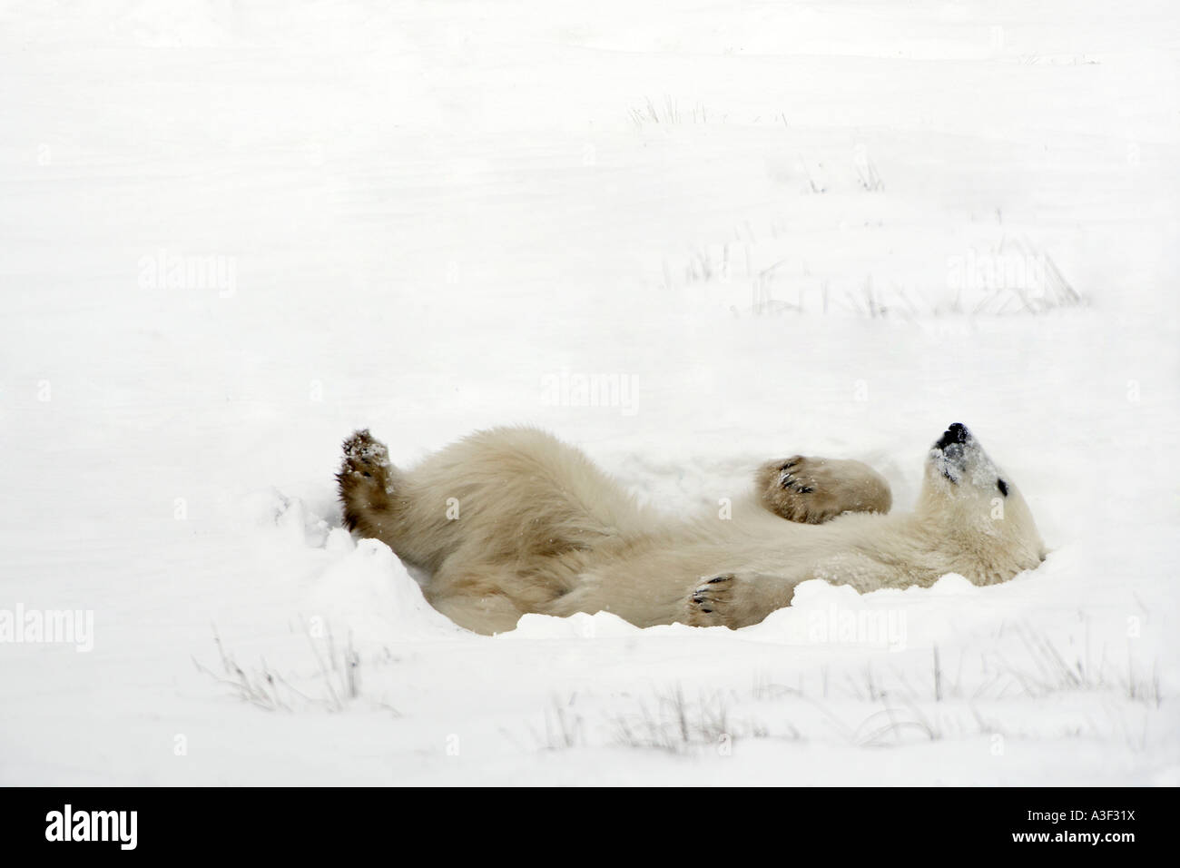 Polar bear lying down Stock Photo - Alamy
