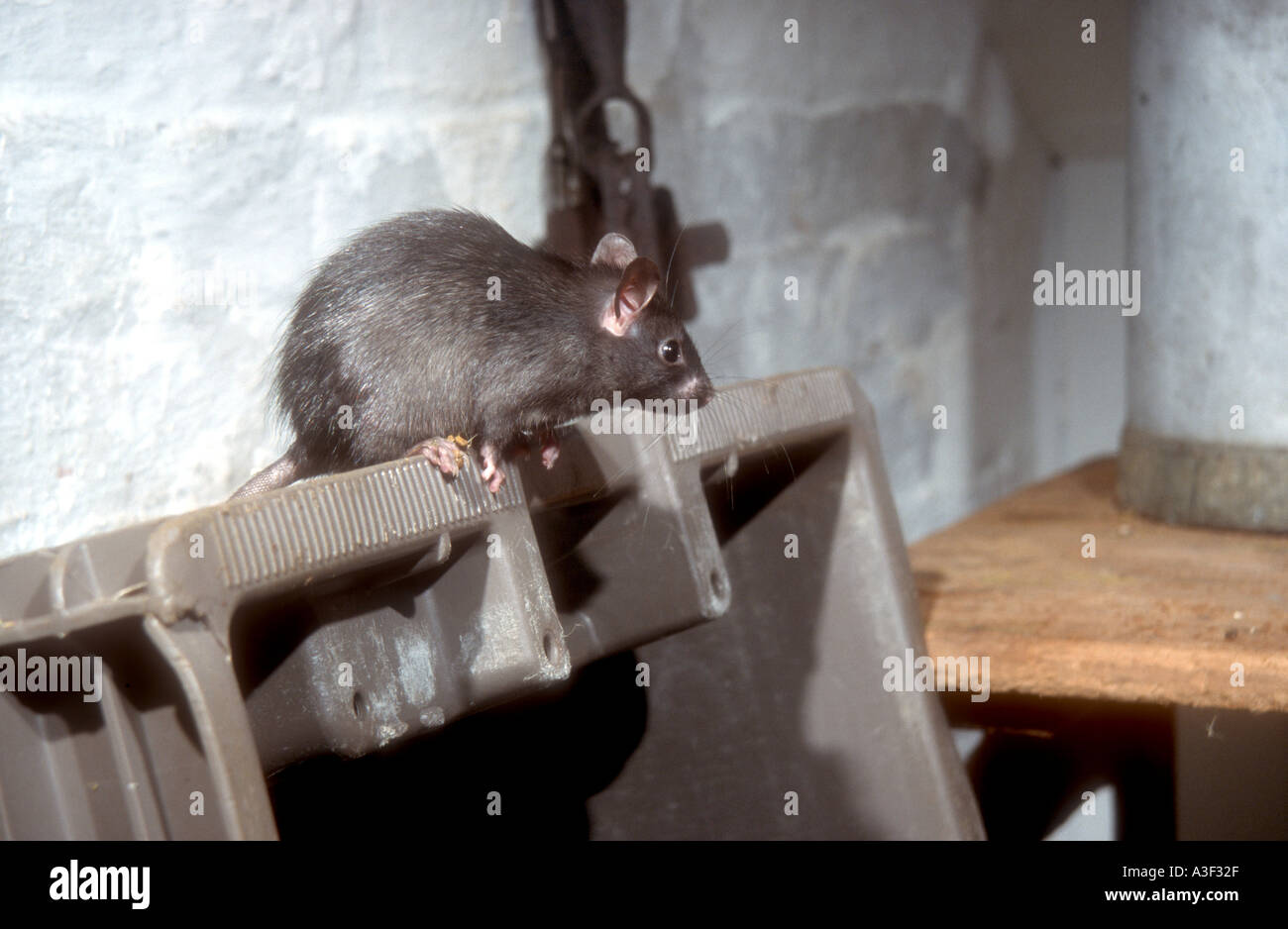 Black rat rattus rattus hi-res stock photography and images - Alamy