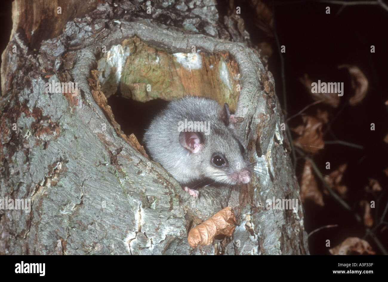 Edible dormouse roman hi-res stock photography and images - Alamy