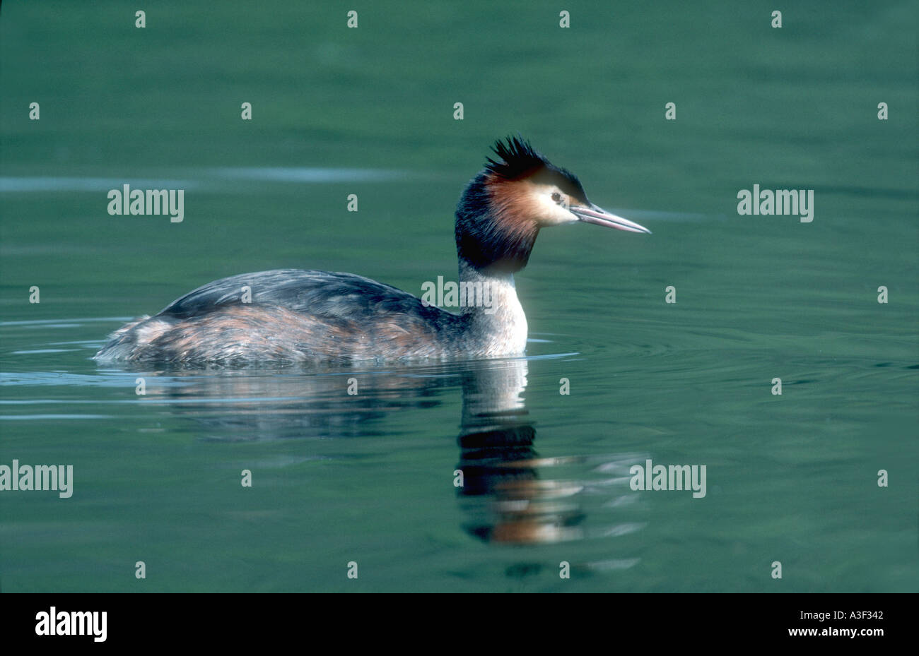 GREAT CRESTED GREBE Podiceps cristatus Stock Photo - Alamy