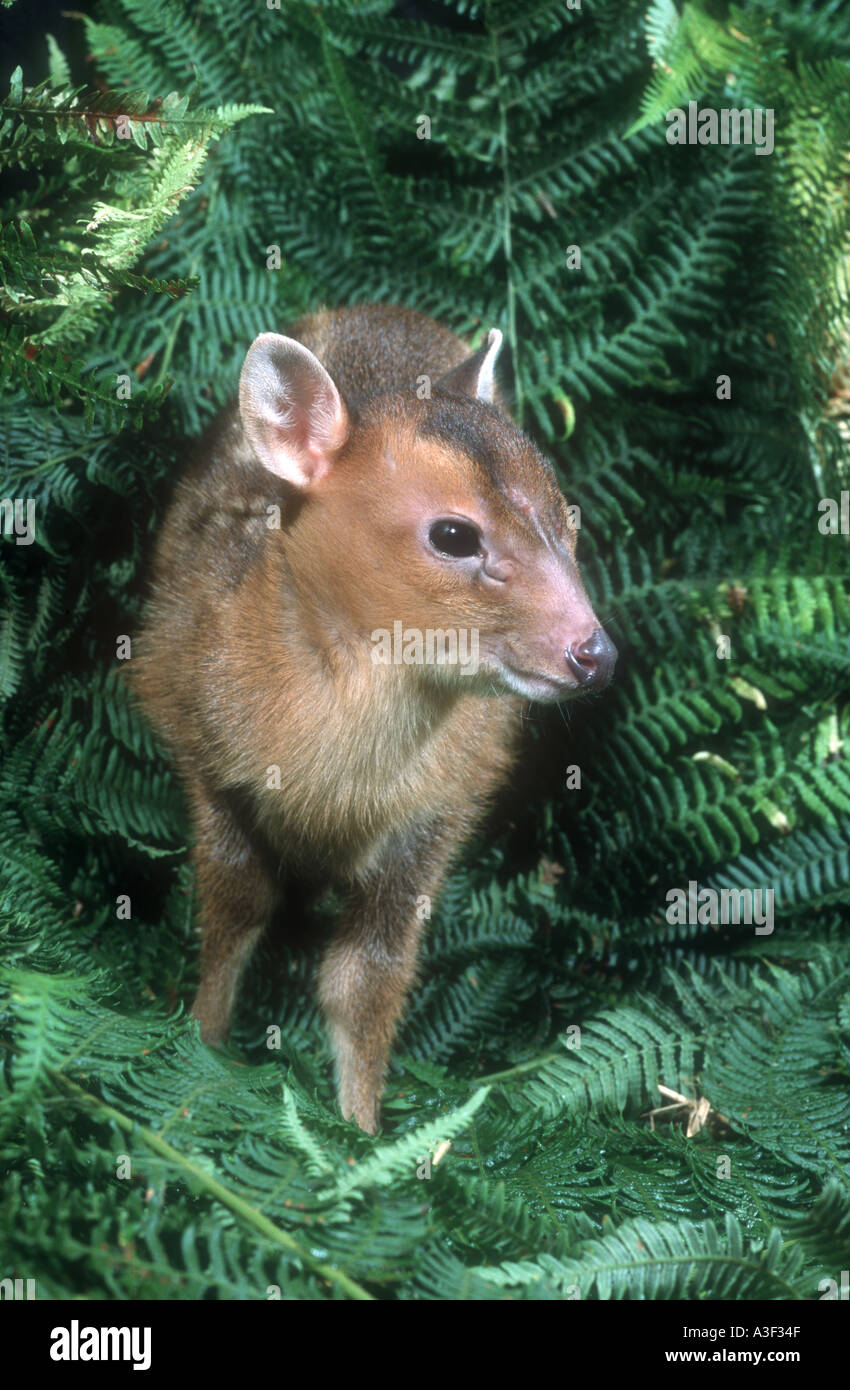MUNTJAC DEER Muntiacus reevesi Stock Photo - Alamy
