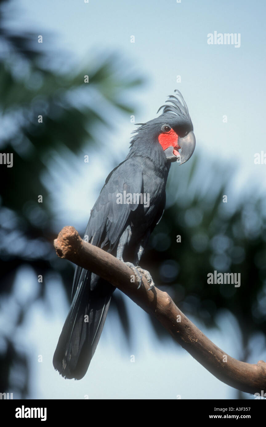 PALM COCKATOO Probosciger aterrimus Stock Photo - Alamy