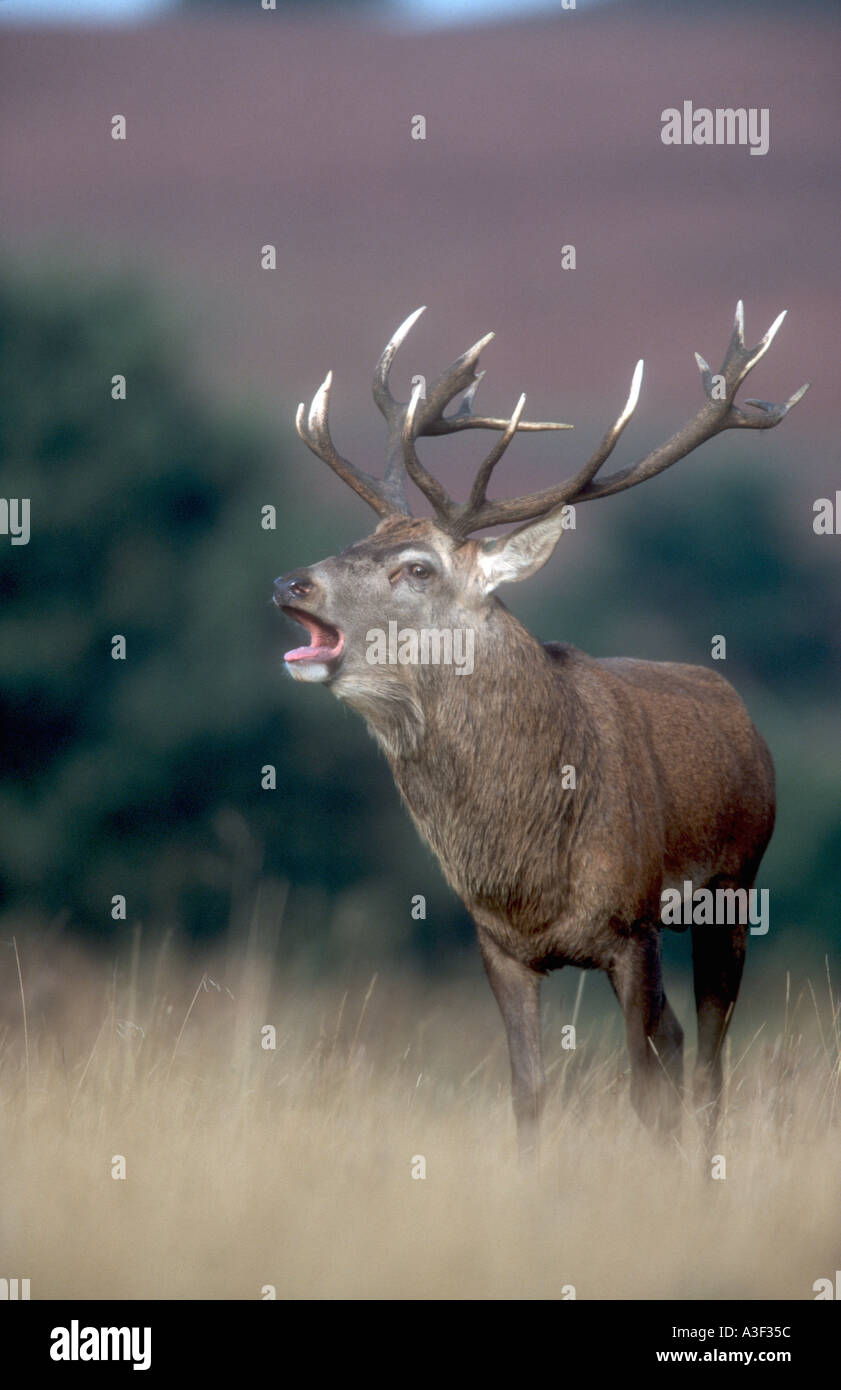 RED DEER Cervus elaphus stag roaring Stock Photo - Alamy