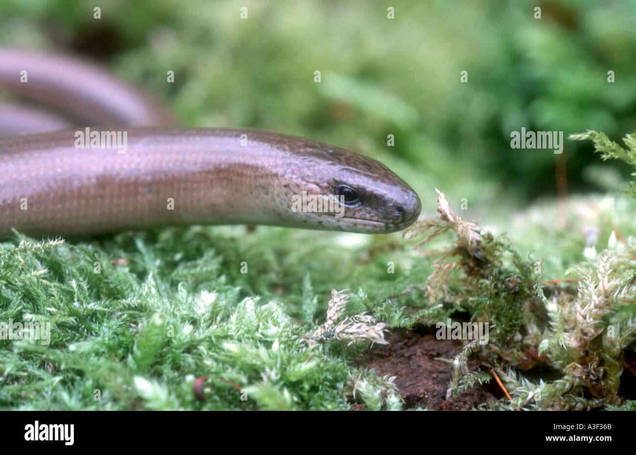 SLOW WORM Anguis fragilis Stock Photo - Alamy