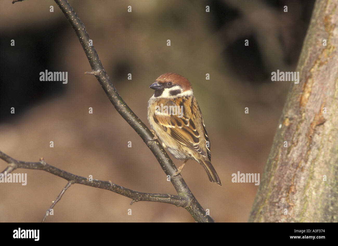 TREE SPARROW Passer montanus Stock Photo - Alamy