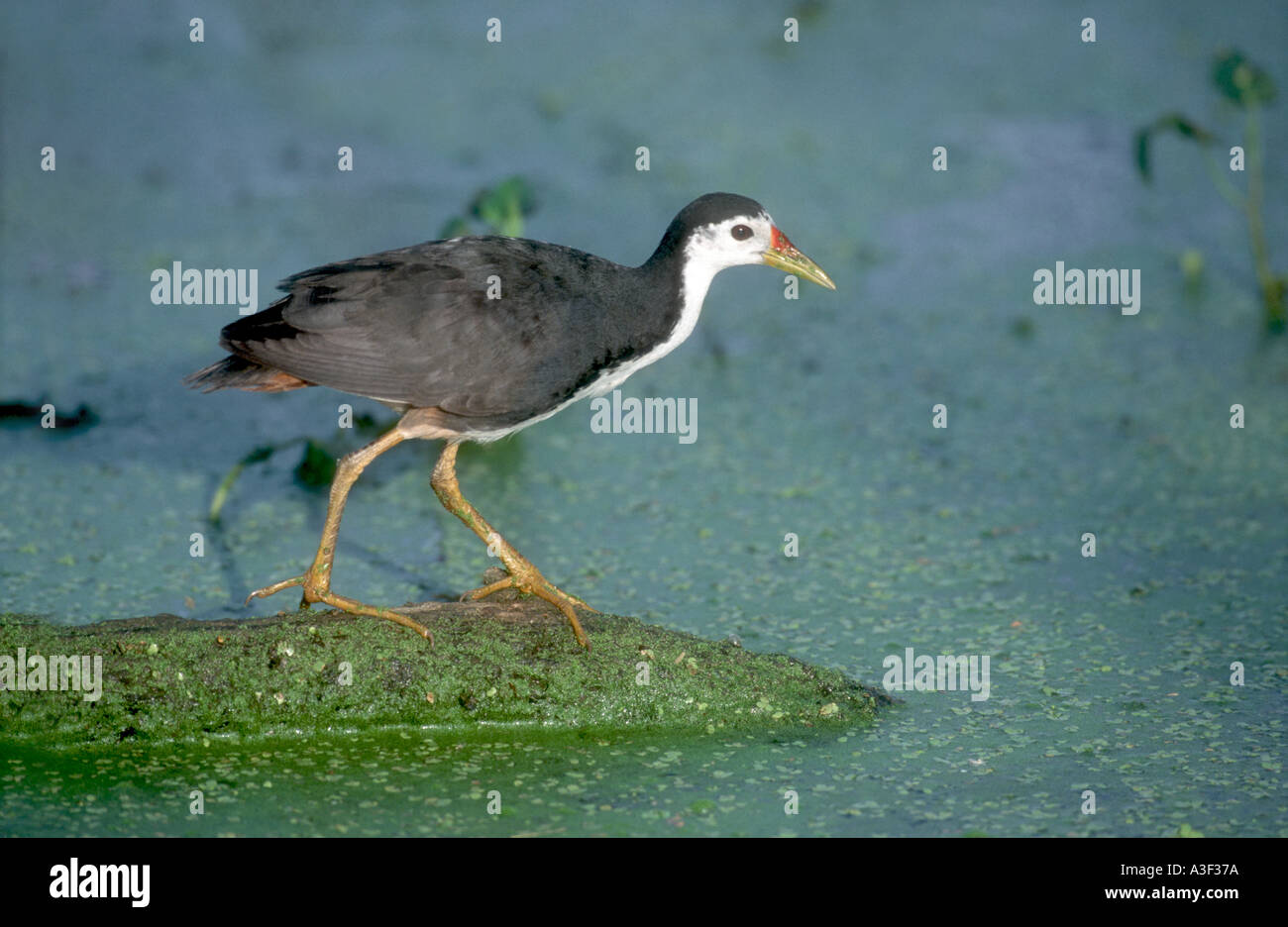WHITE BREASTED WATERHEN Amaurornis phoenicurus Stock Photo - Alamy