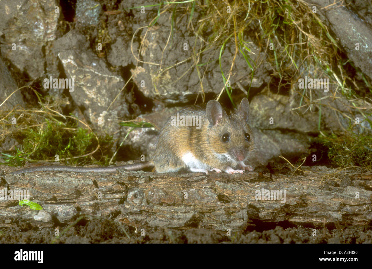 Yellow necked mouse uk hi-res stock photography and images - Alamy