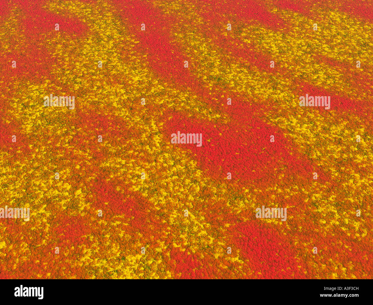 Yellow and red textures Stock Photo - Alamy