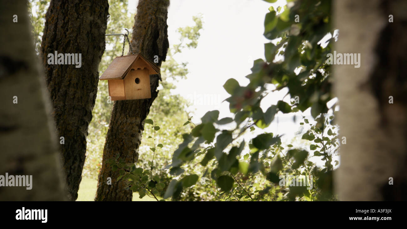 Bird house in the trees Stock Photo - Alamy