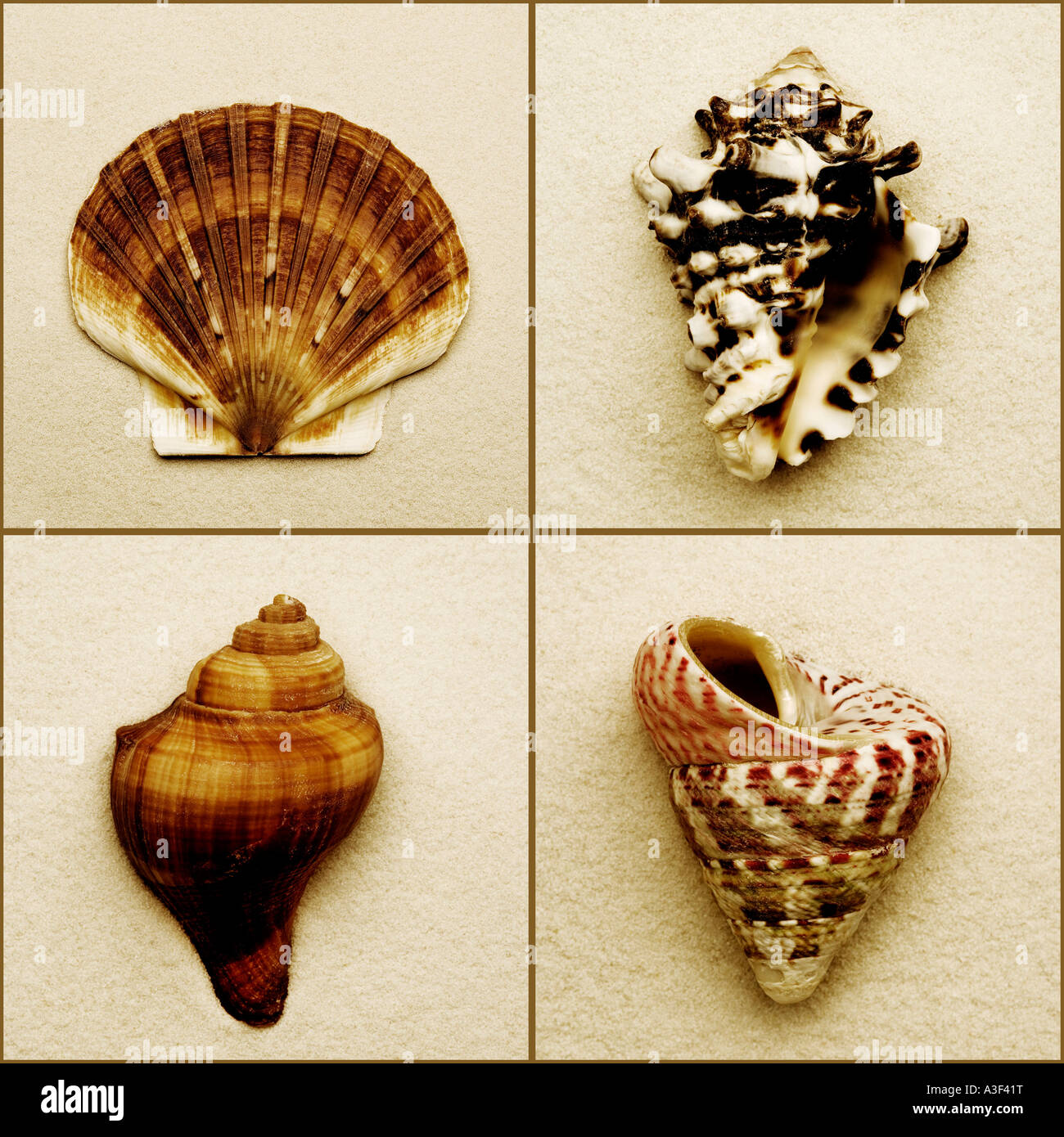 Four seashells hi-res stock photography and images - Alamy