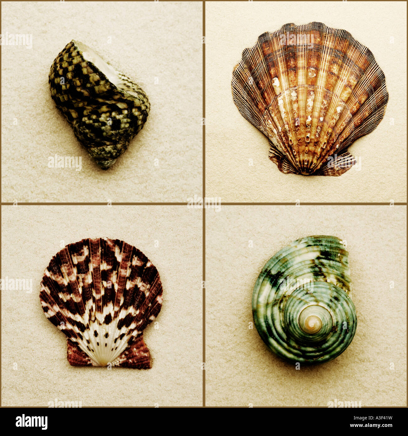 Composite shell hi-res stock photography and images - Alamy