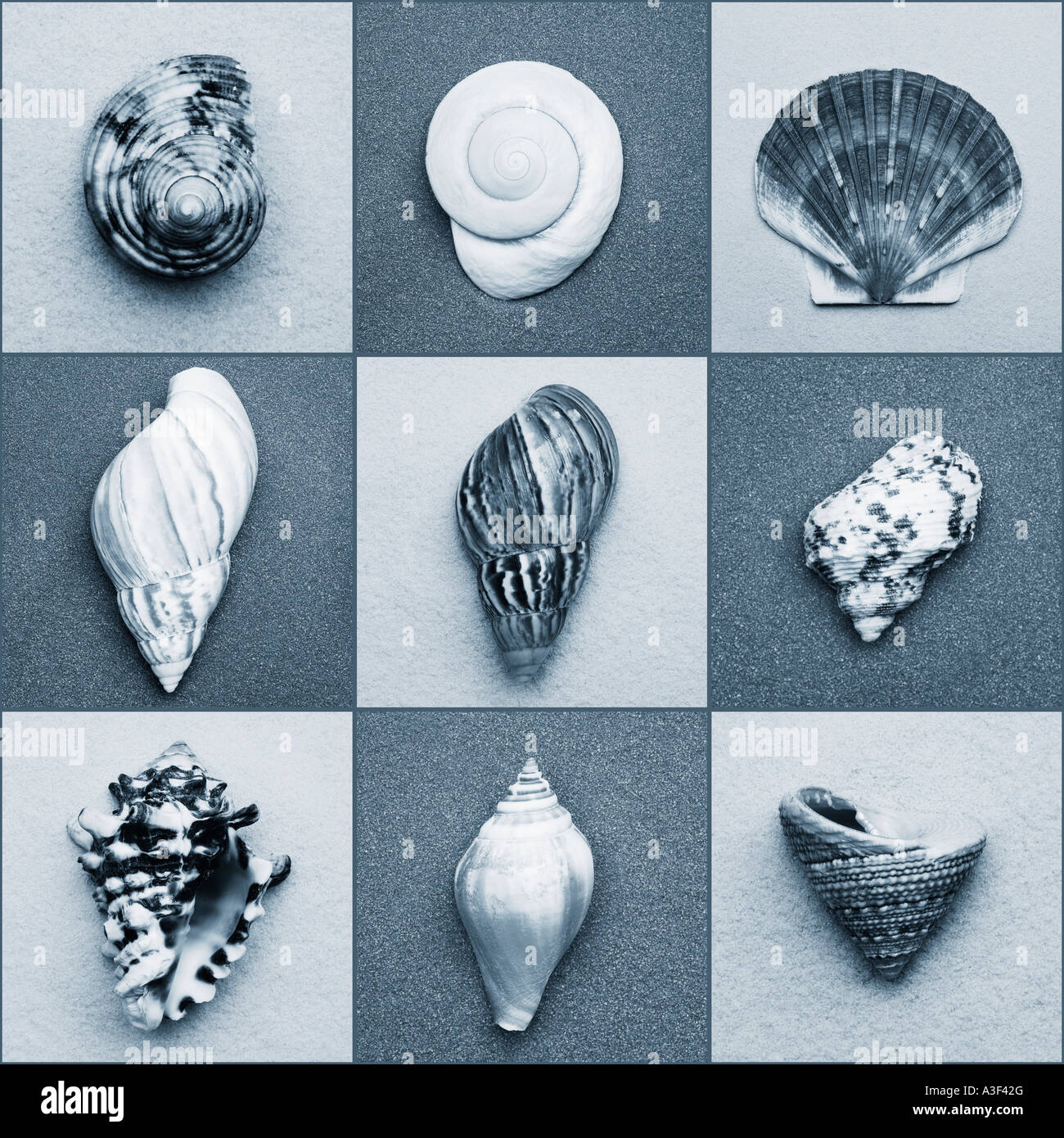 Black seashells vertical hi-res stock photography and images - Alamy