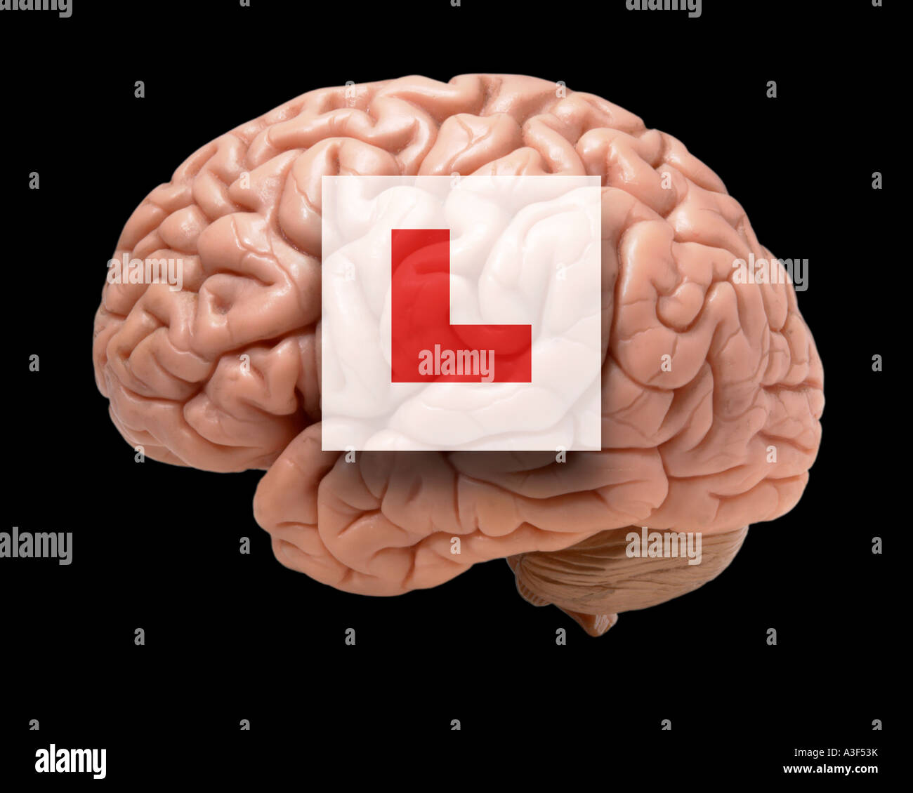 HUMAN BRAIN ON BLACK BACKGROUND WITH RED LEARNER L PLATE Stock Photo ...