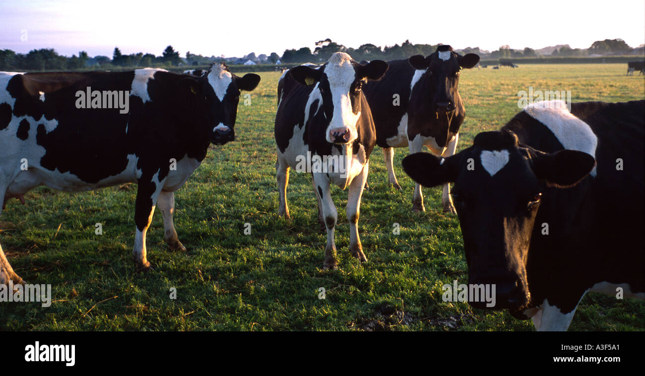 British cows hi-res stock photography and images - Alamy
