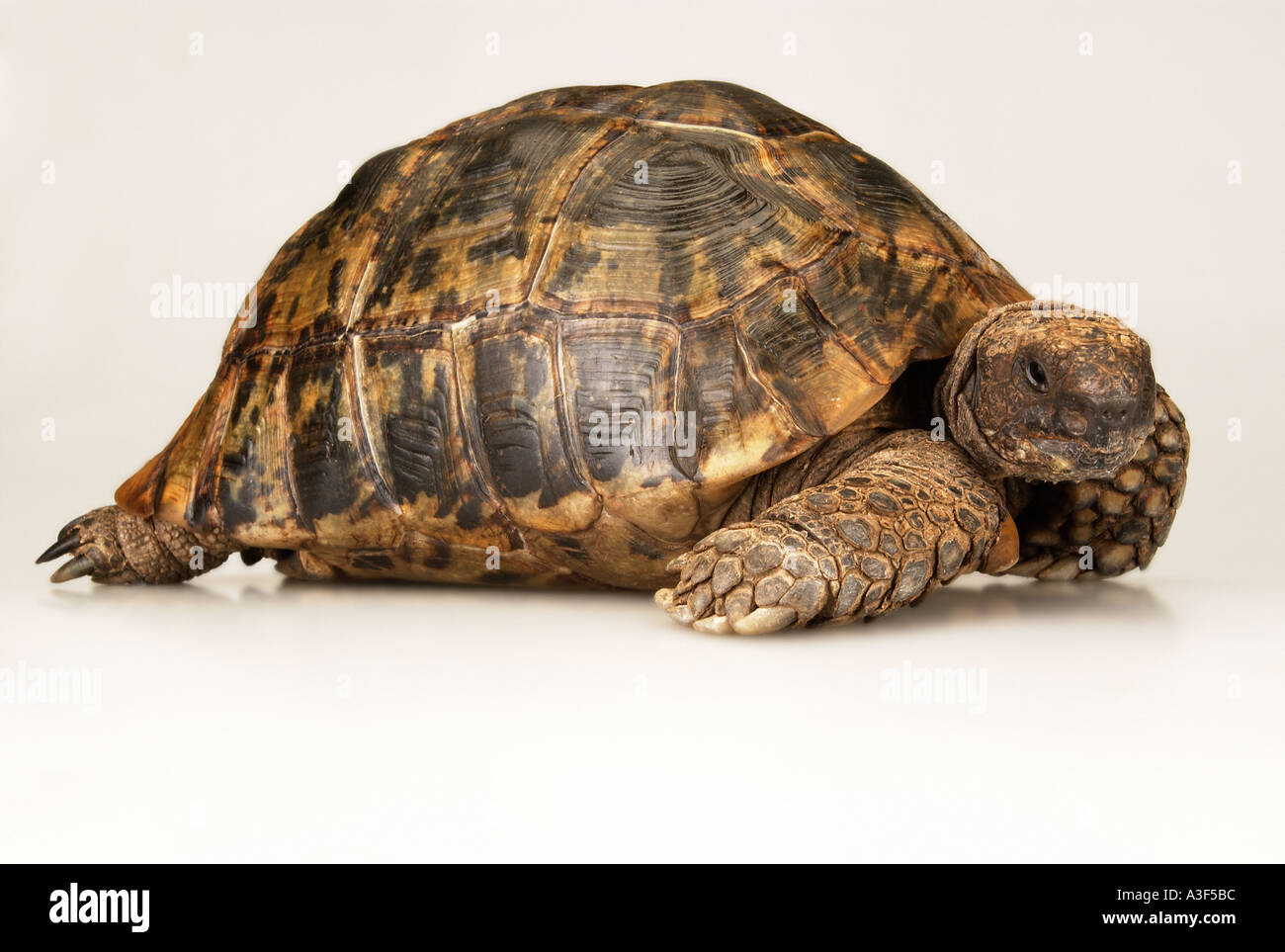 TORTOISE CRAWLING ON WHITE BACKGROUND Stock Photo - Alamy