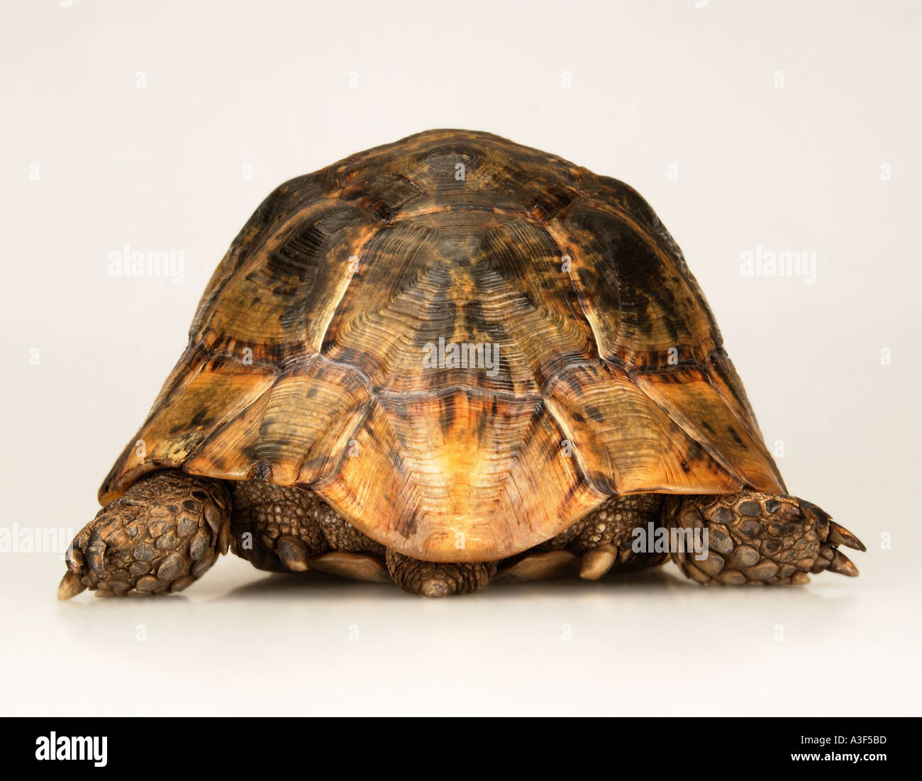 TORTOISE REAR VIEW ON WHITE BACKGROUND Stock Photo - Alamy