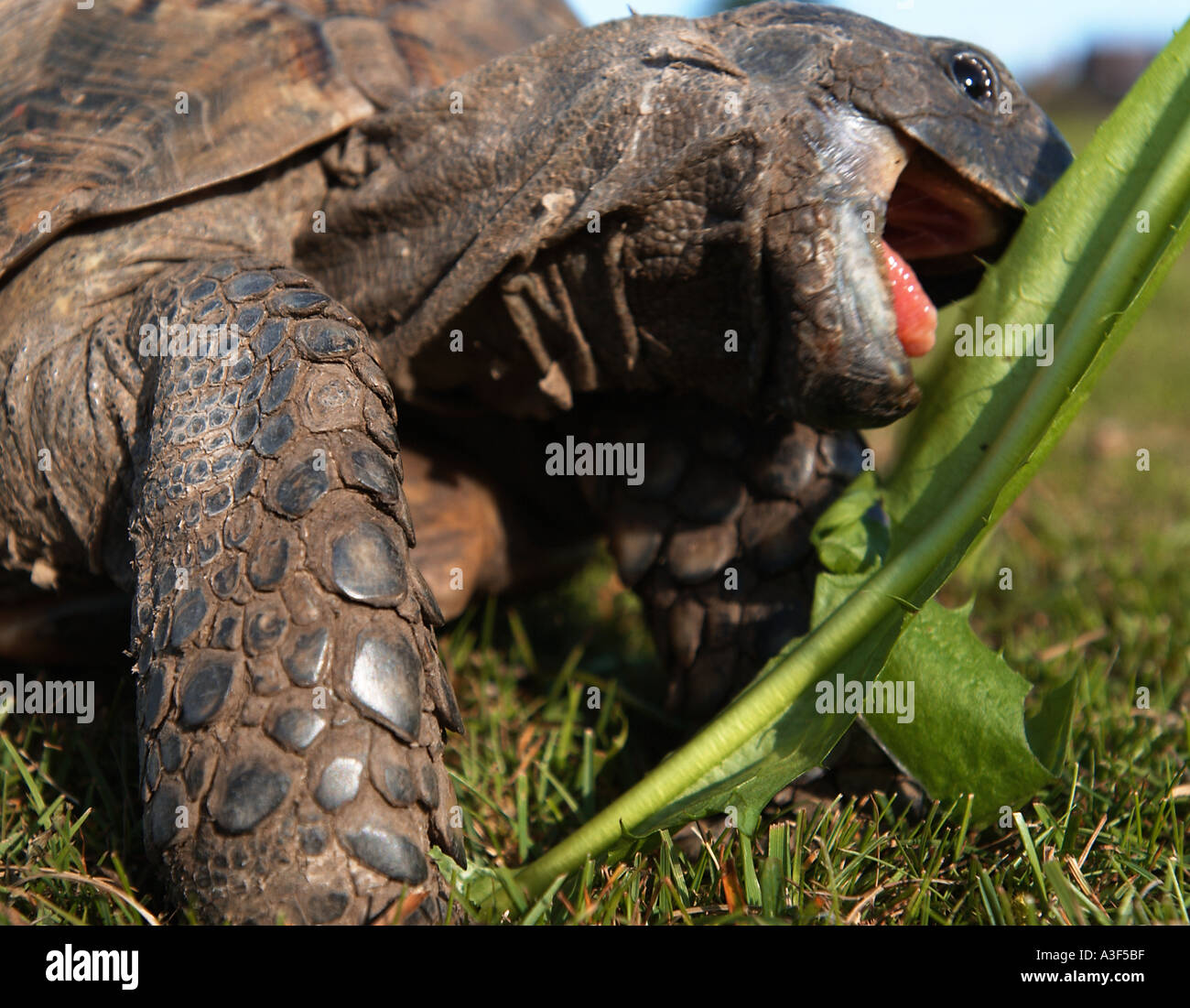 Tortoise biting hi-res stock photography and images - Alamy