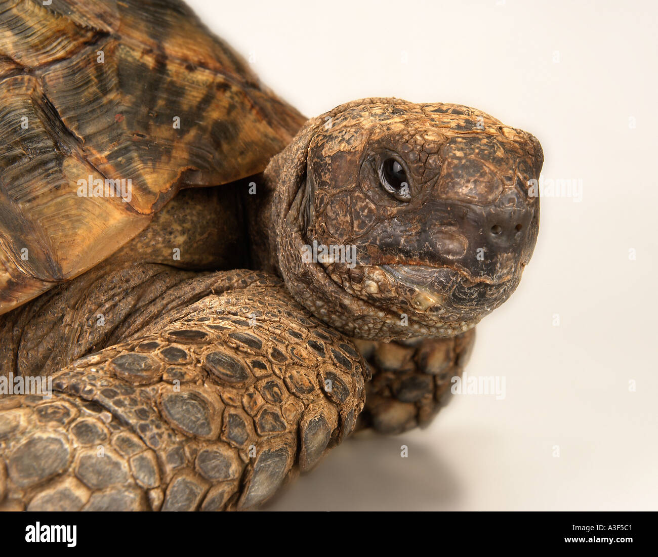 Tortoise head hi-res stock photography and images - Alamy